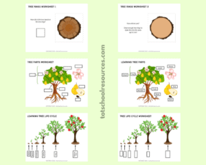 Tree Activities for Young Kids {Tree Unit Study} - totschoolresources.com