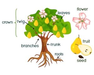 Tree Activities for Young Kids {Tree Unit Study} - totschoolresources.com