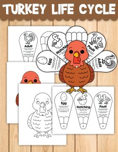 Turkey Life Cycle Craft {with printable} - totschoolresources.com