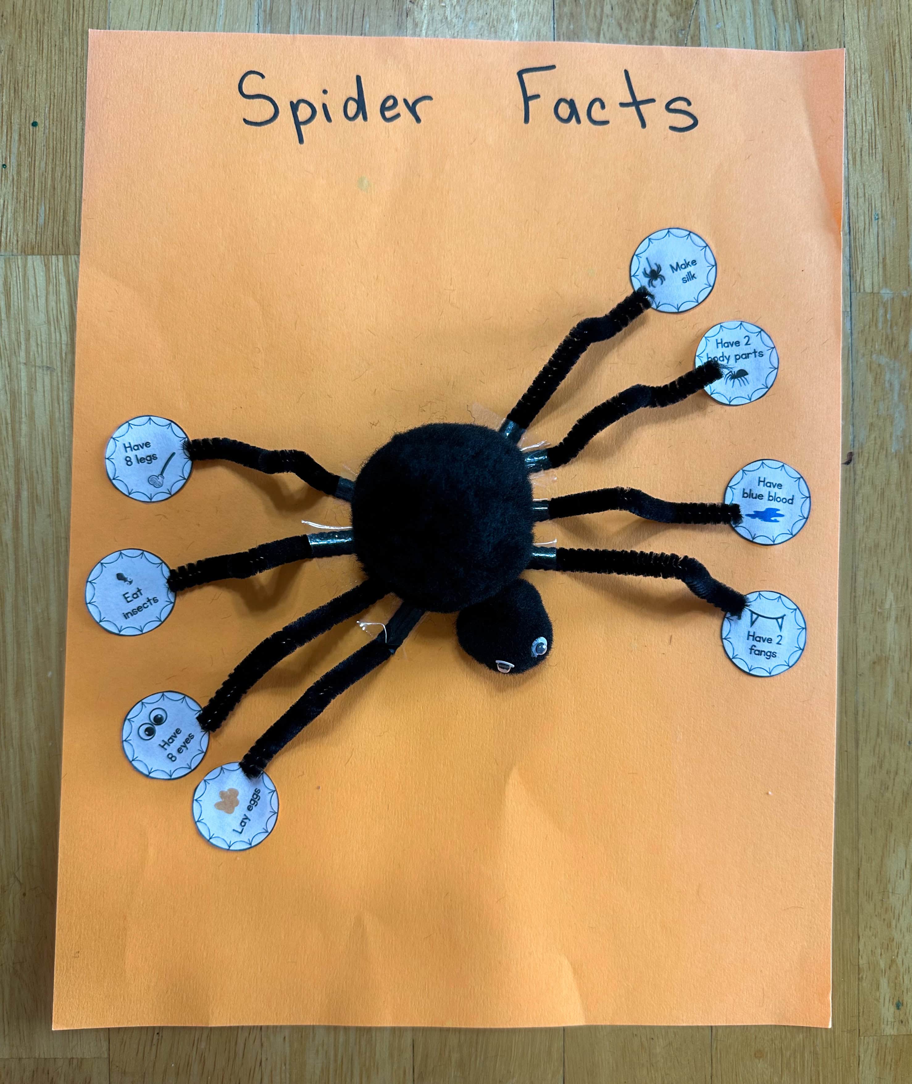Spider Facts Craft {Mini Study for kids} - totschoolresources.com
