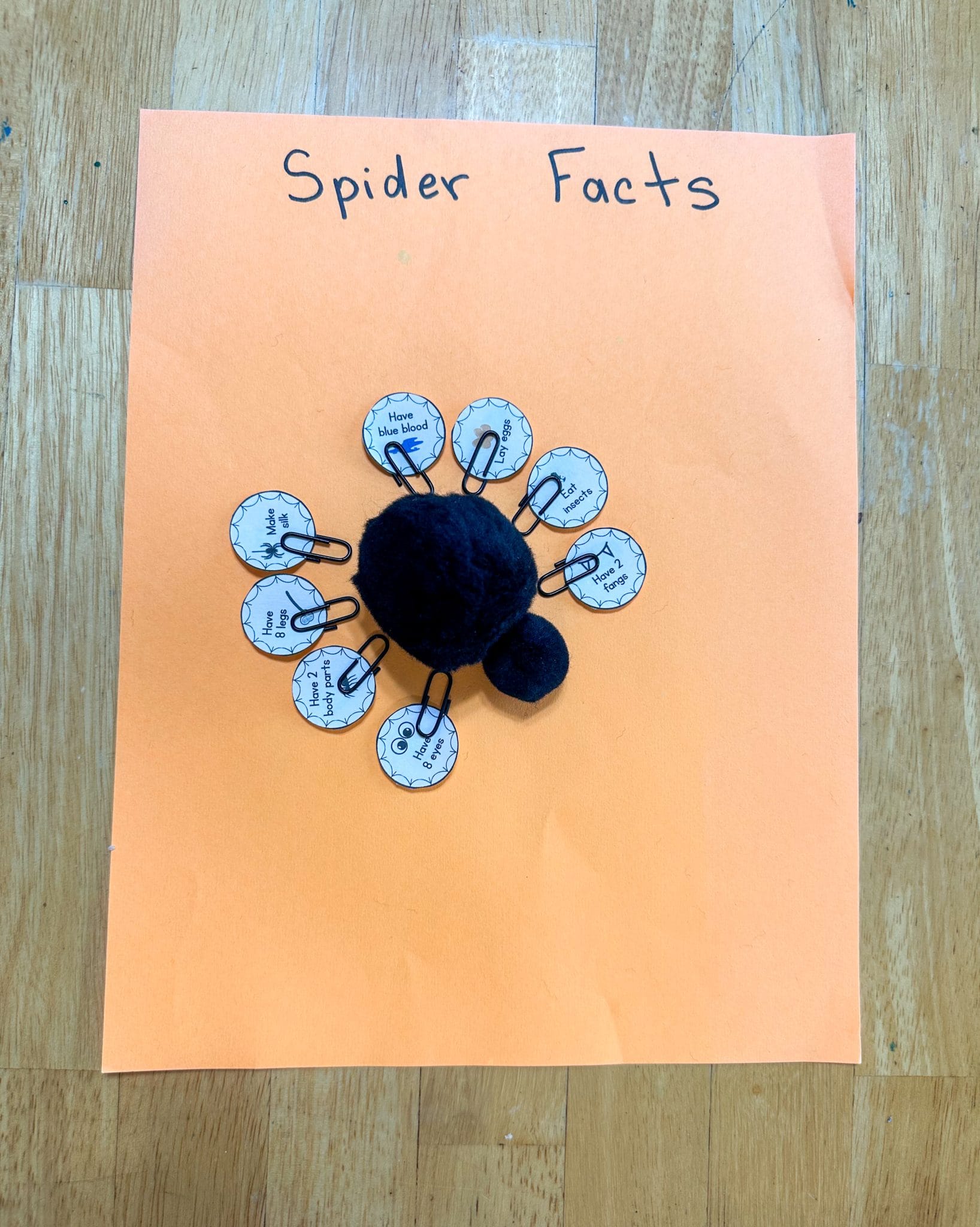 Spider Facts Craft {Mini Study for kids} - totschoolresources.com